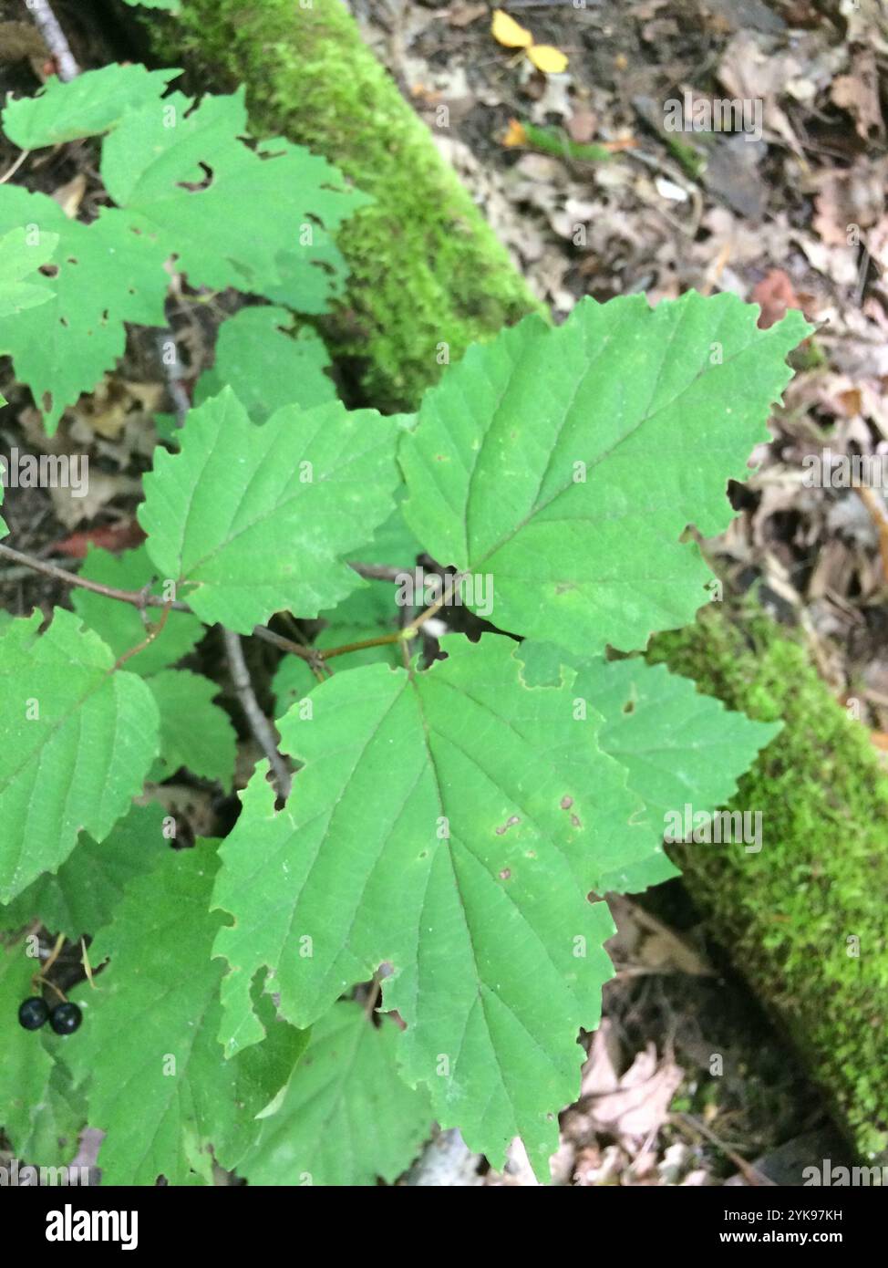 mapleleaf viburnum (Viburnum acerifolium Stock Photo - Alamy