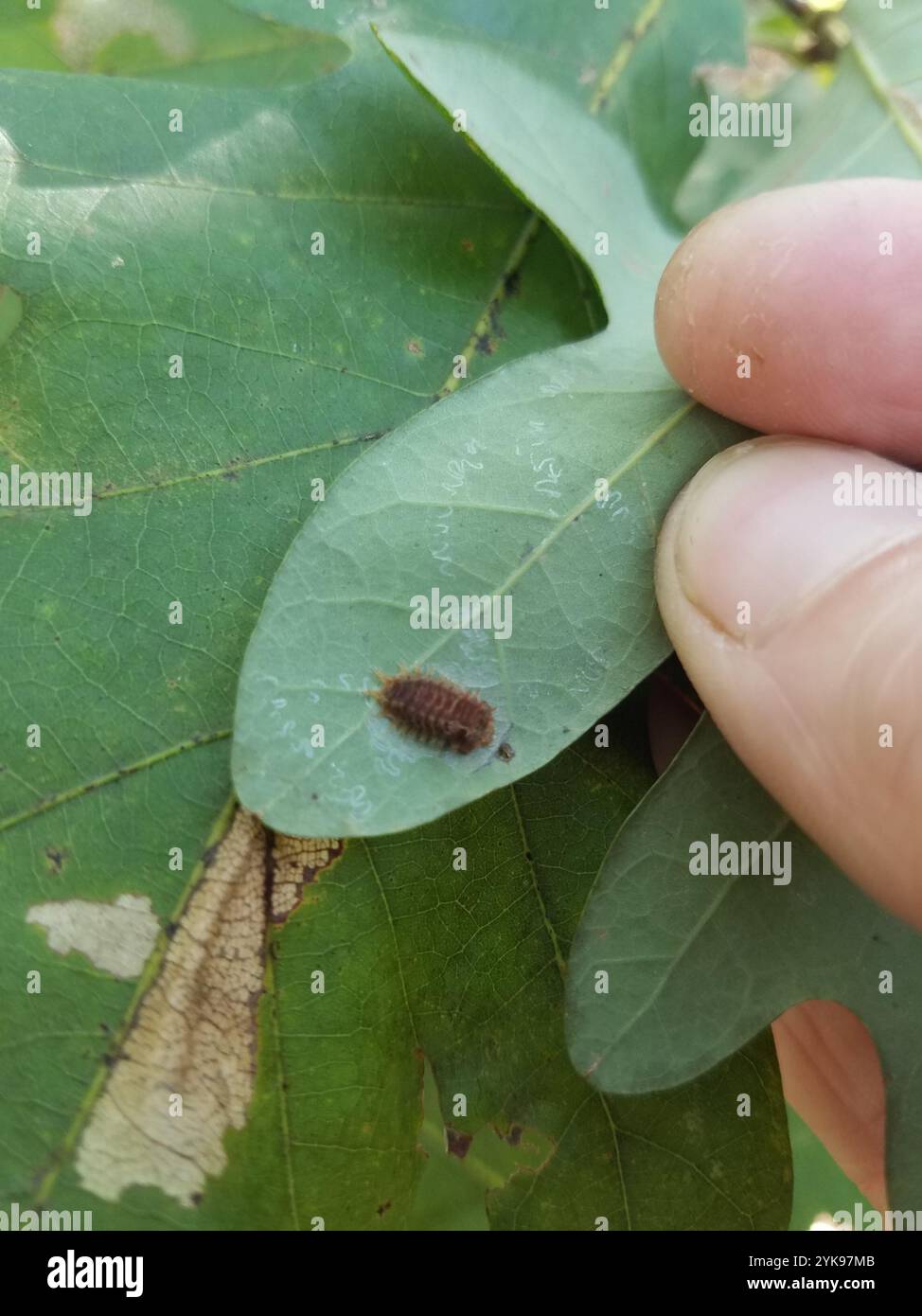 Nason's Slug Moth (Natada nasoni Stock Photo - Alamy