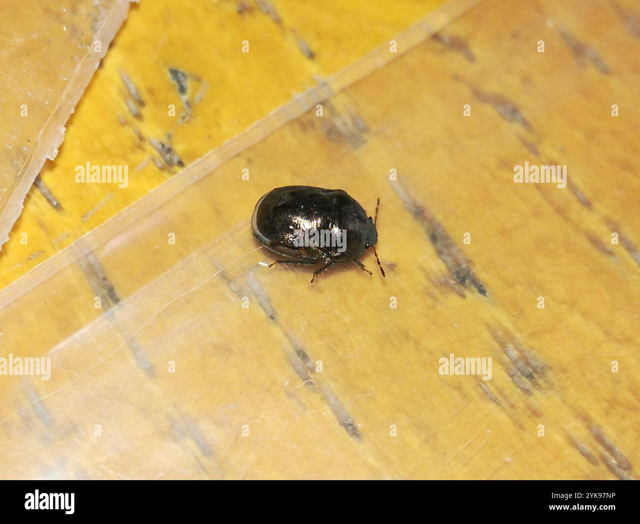 Scarab Shieldbug (Thyreocoris scarabaeoides Stock Photo - Alamy