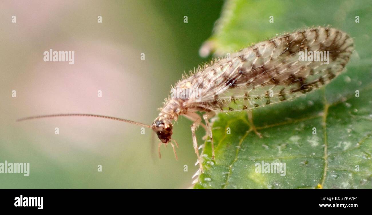 Micromus variegatus hi-res stock photography and images - Alamy