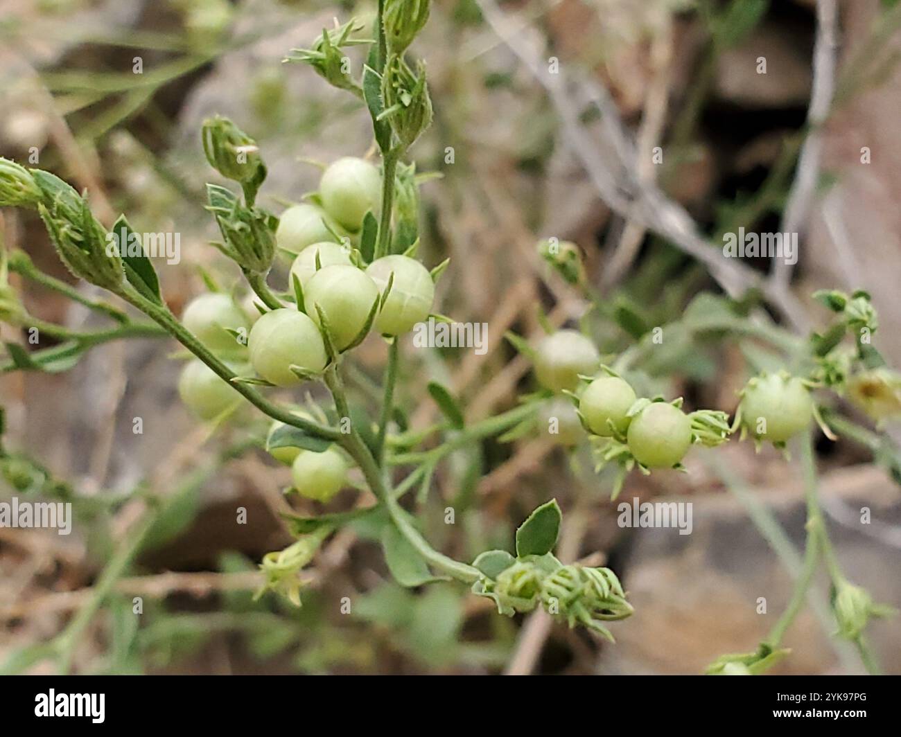 rough menodora (Menodora scabra Stock Photo - Alamy