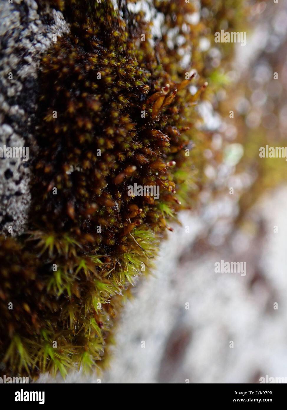 Black Rock Moss (Andreaea rupestris Stock Photo - Alamy