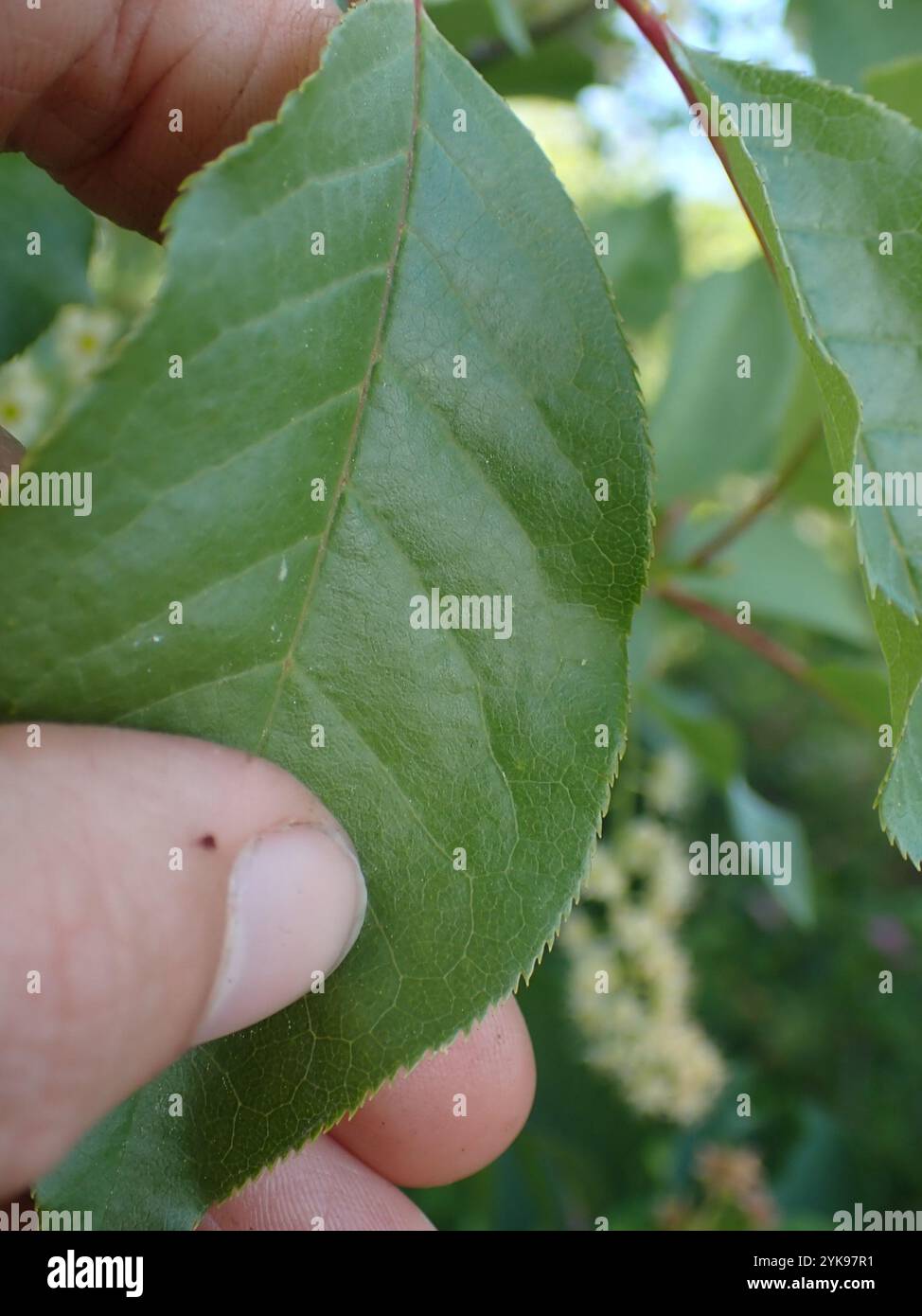 chokecherry (Prunus virginiana Stock Photo - Alamy