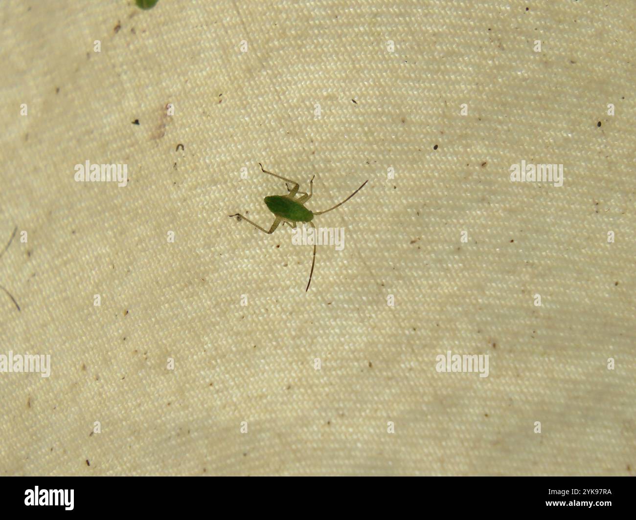 True Bugs, Hoppers, Aphids, and allies (Hemiptera Stock Photo - Alamy
