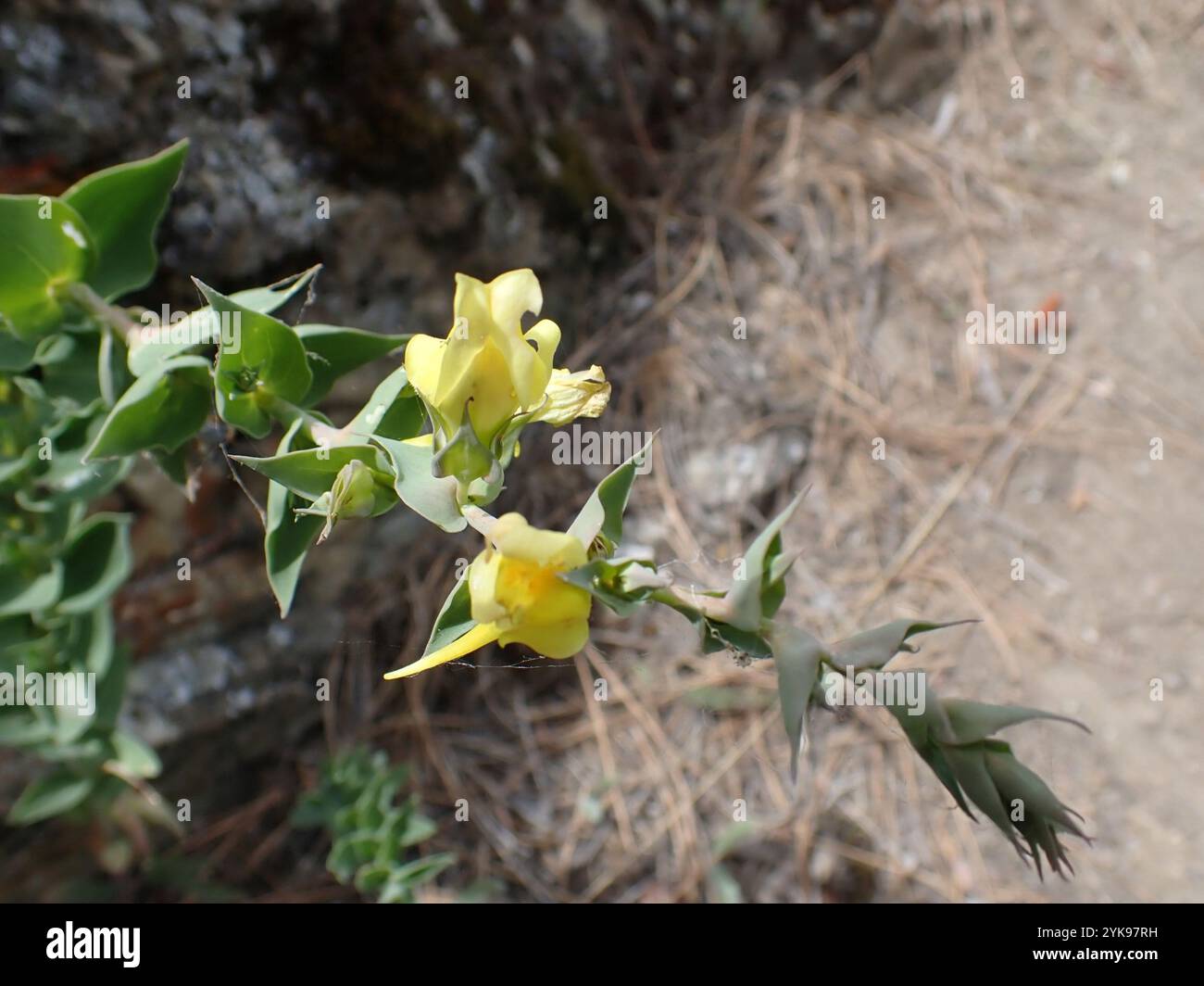 Balkan toadflax (Linaria dalmatica Stock Photo - Alamy