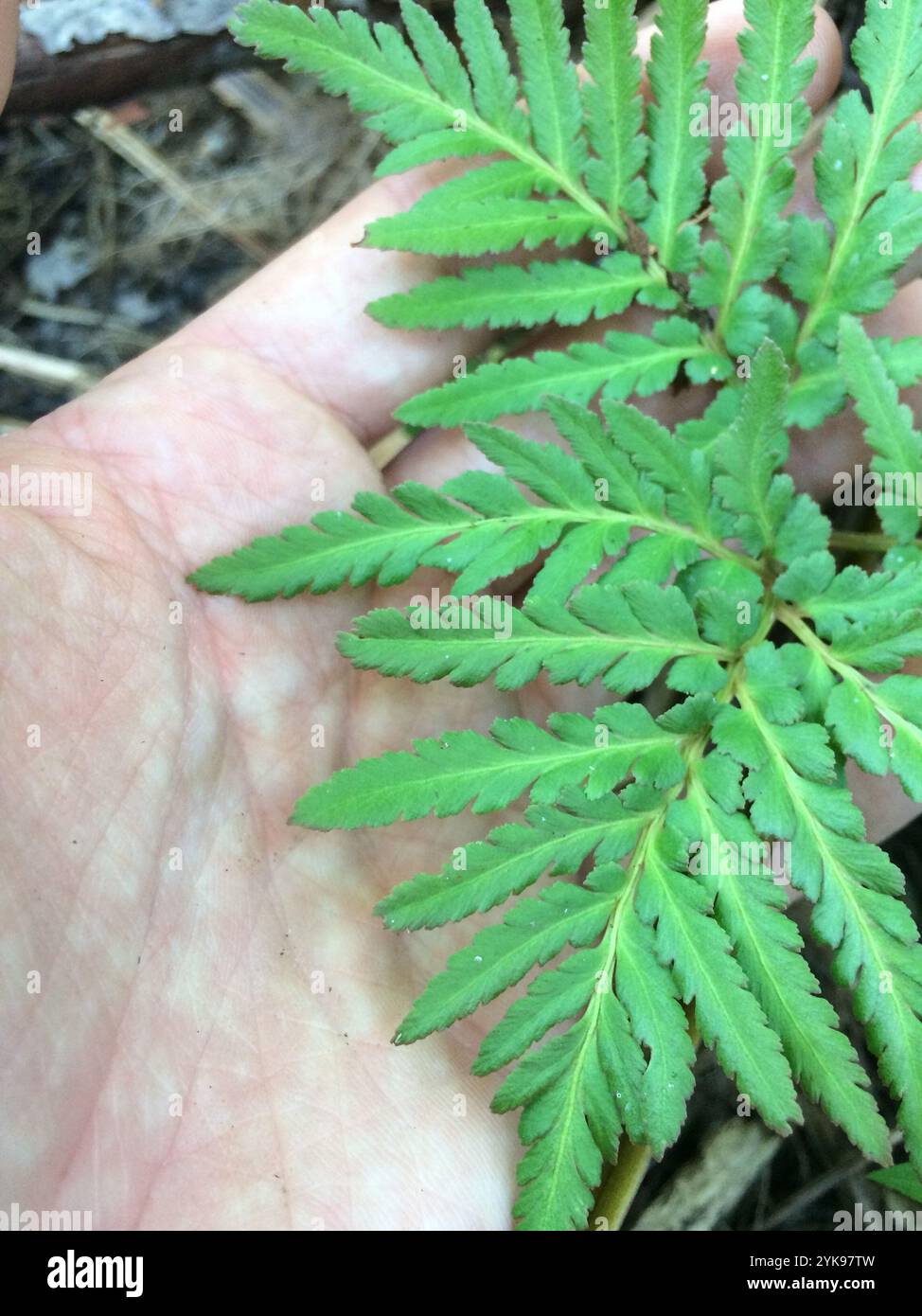 Cutleaf Grapefern (Sceptridium dissectum Stock Photo - Alamy