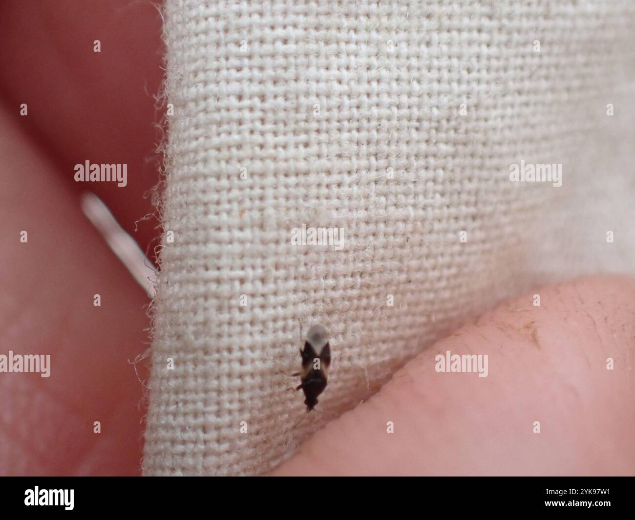 Minute pirate bugs (Anthocoridae Stock Photo - Alamy