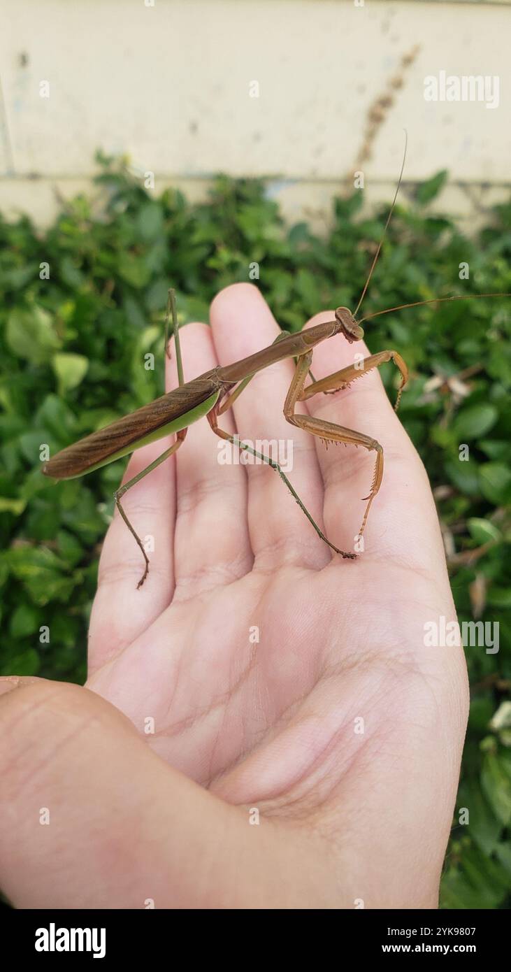 Chinese Mantis (Tenodera sinensis Stock Photo - Alamy