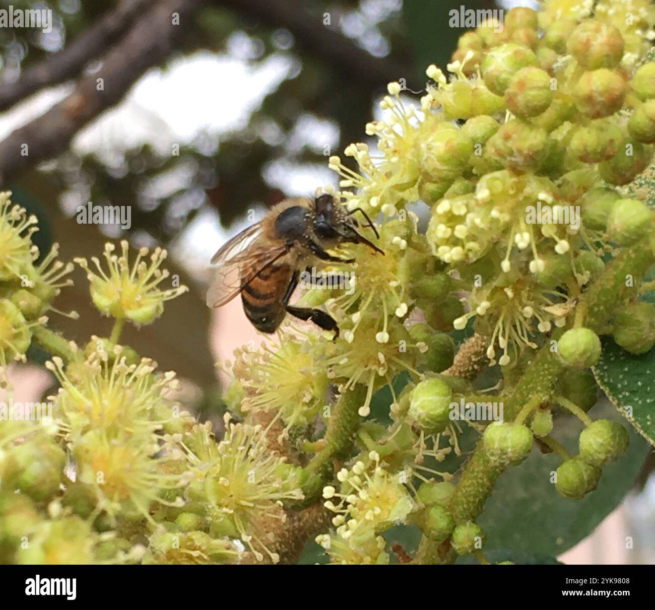 Western Honey Bee (Apis mellifera Stock Photo - Alamy