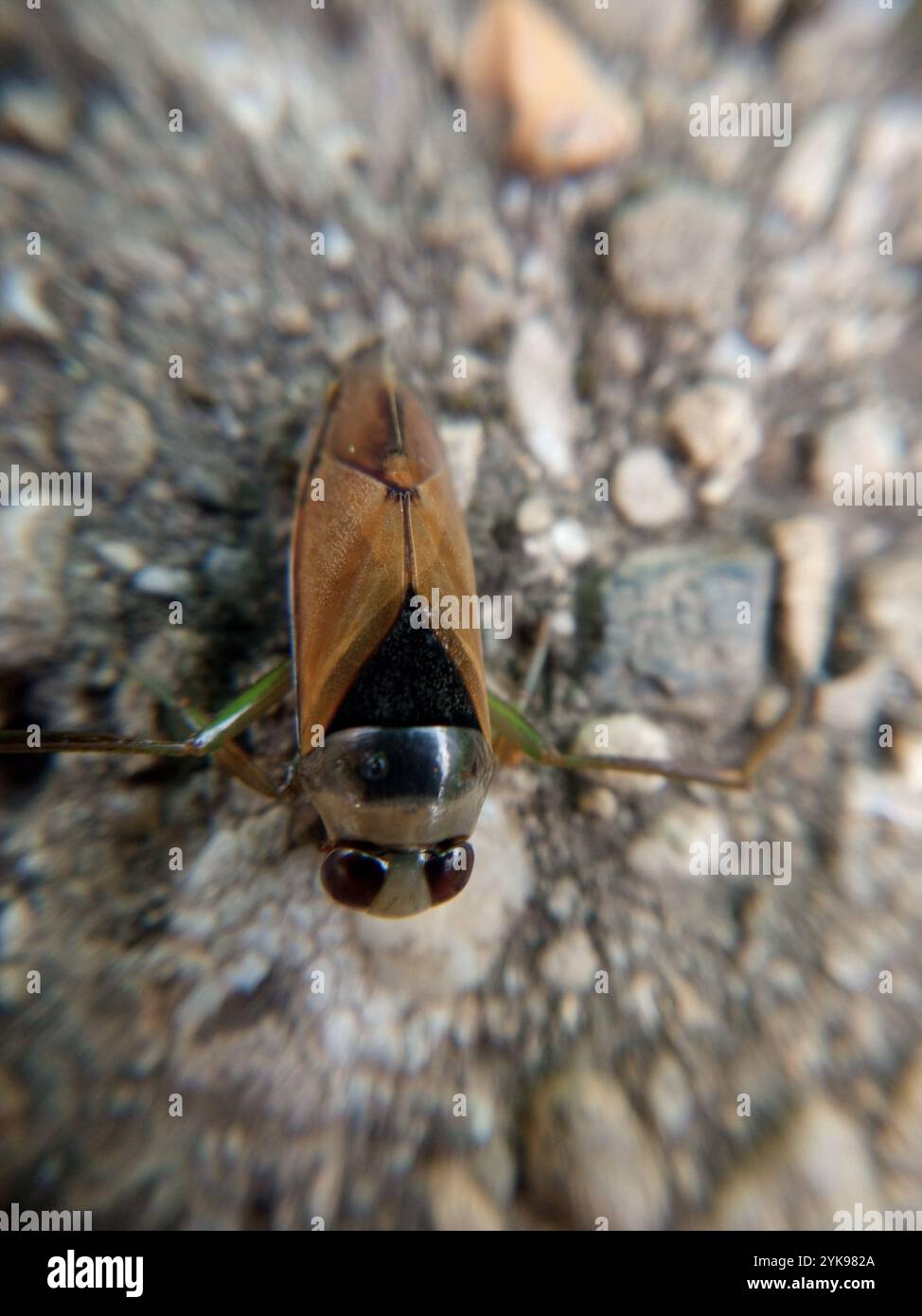 Eurasian Greater Water Boatman (Notonecta glauca Stock Photo - Alamy