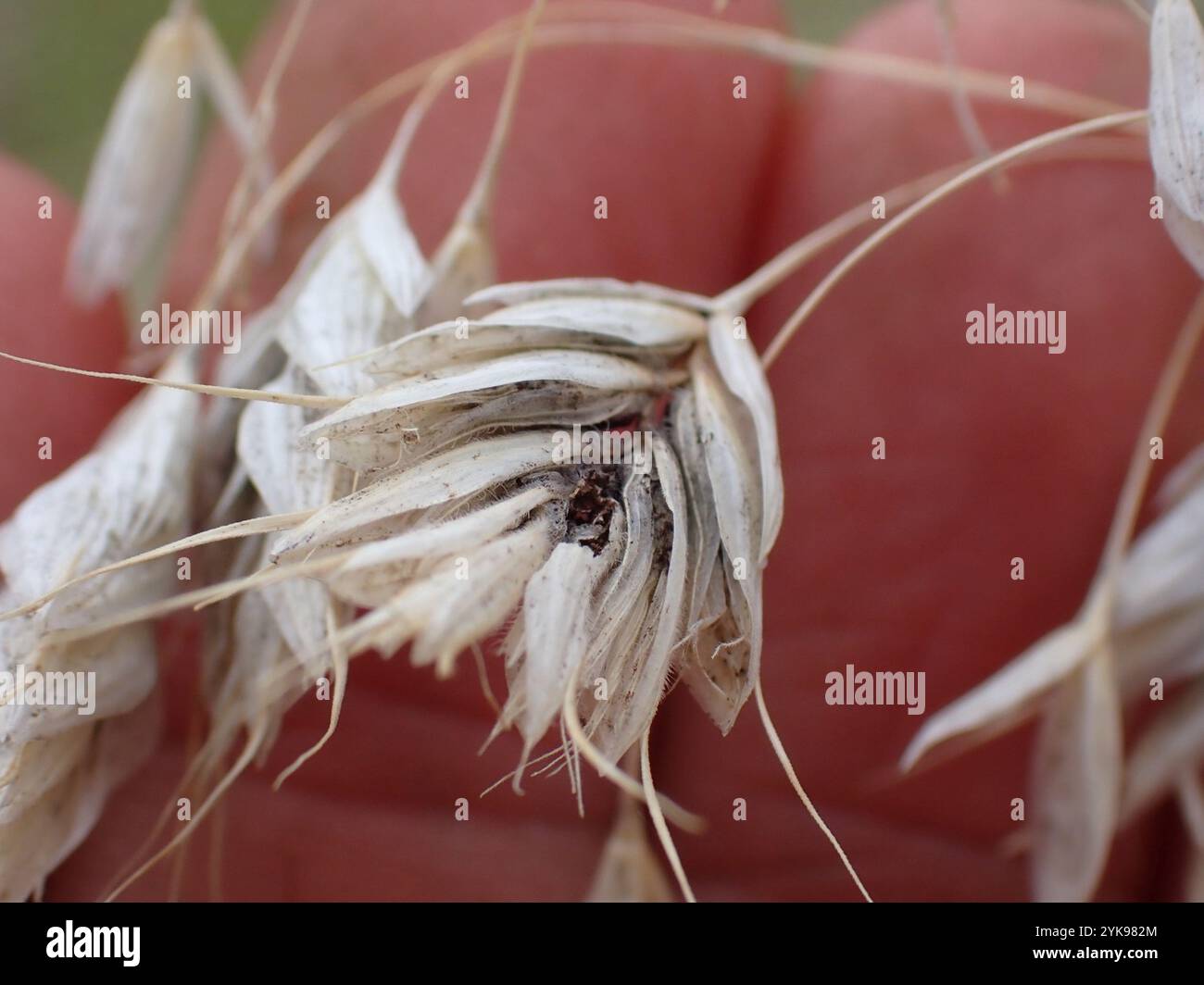 Japanese brome (Bromus japonicus Stock Photo - Alamy