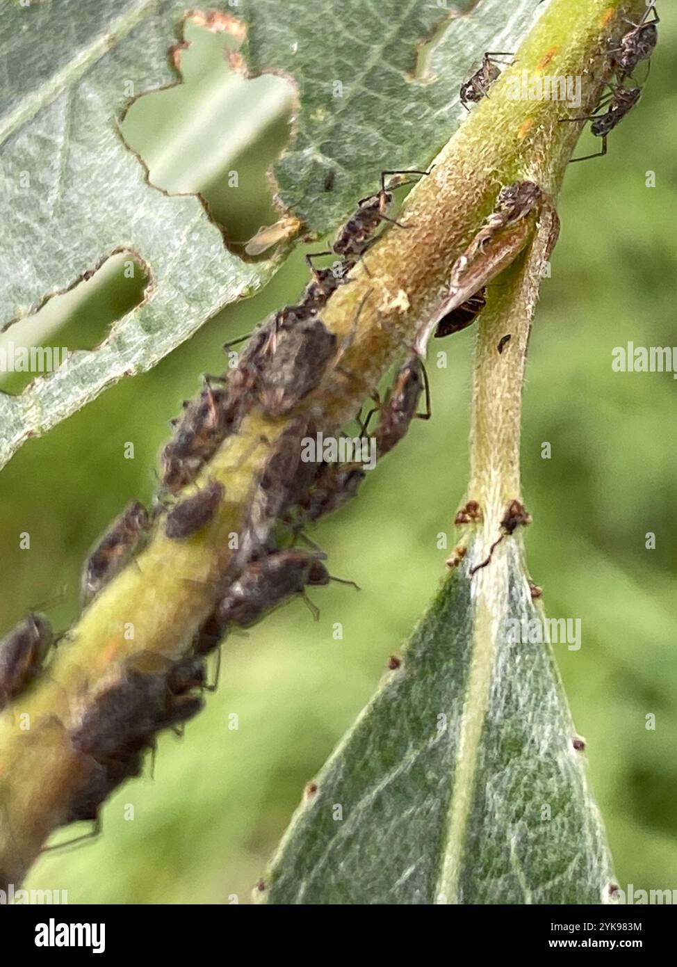 Giant Willow Aphid (Tuberolachnus salignus Stock Photo - Alamy