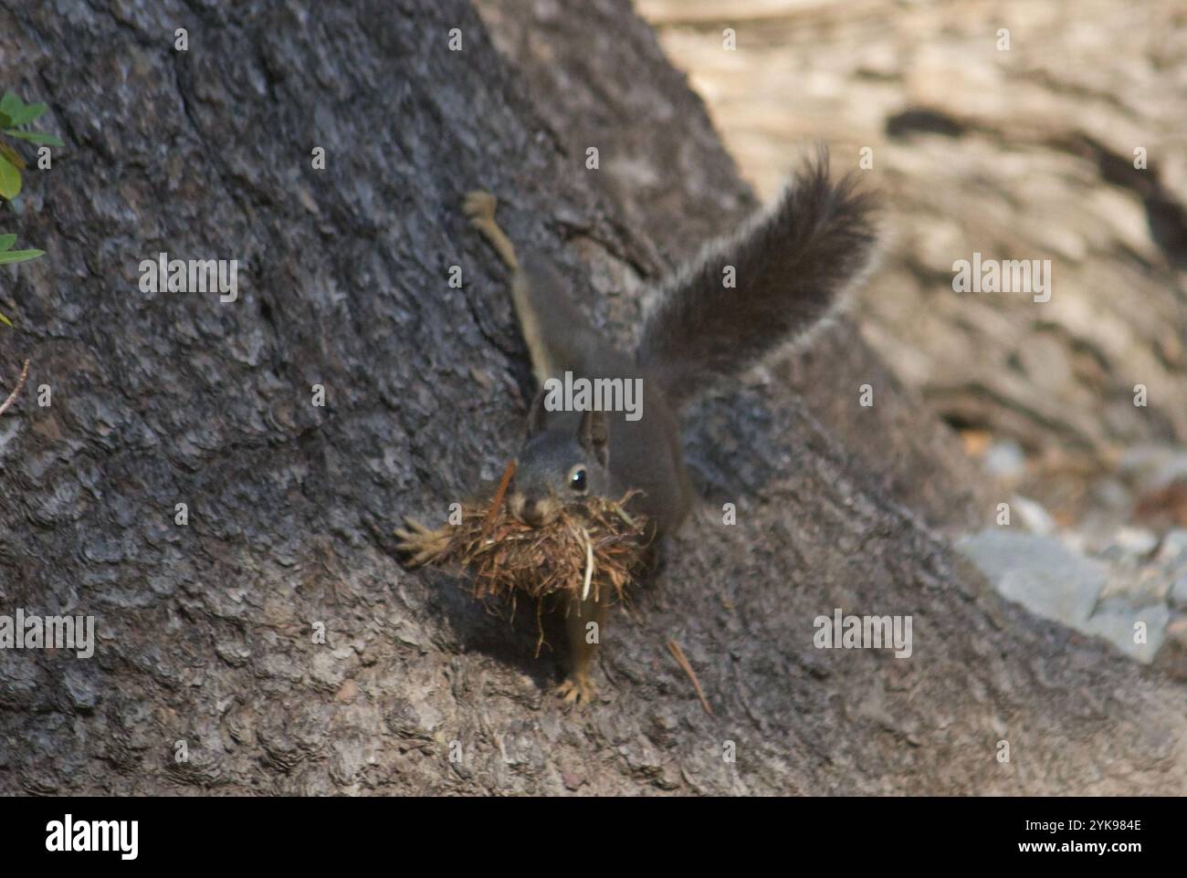 Douglas' Squirrel (Tamiasciurus douglasii Stock Photo - Alamy