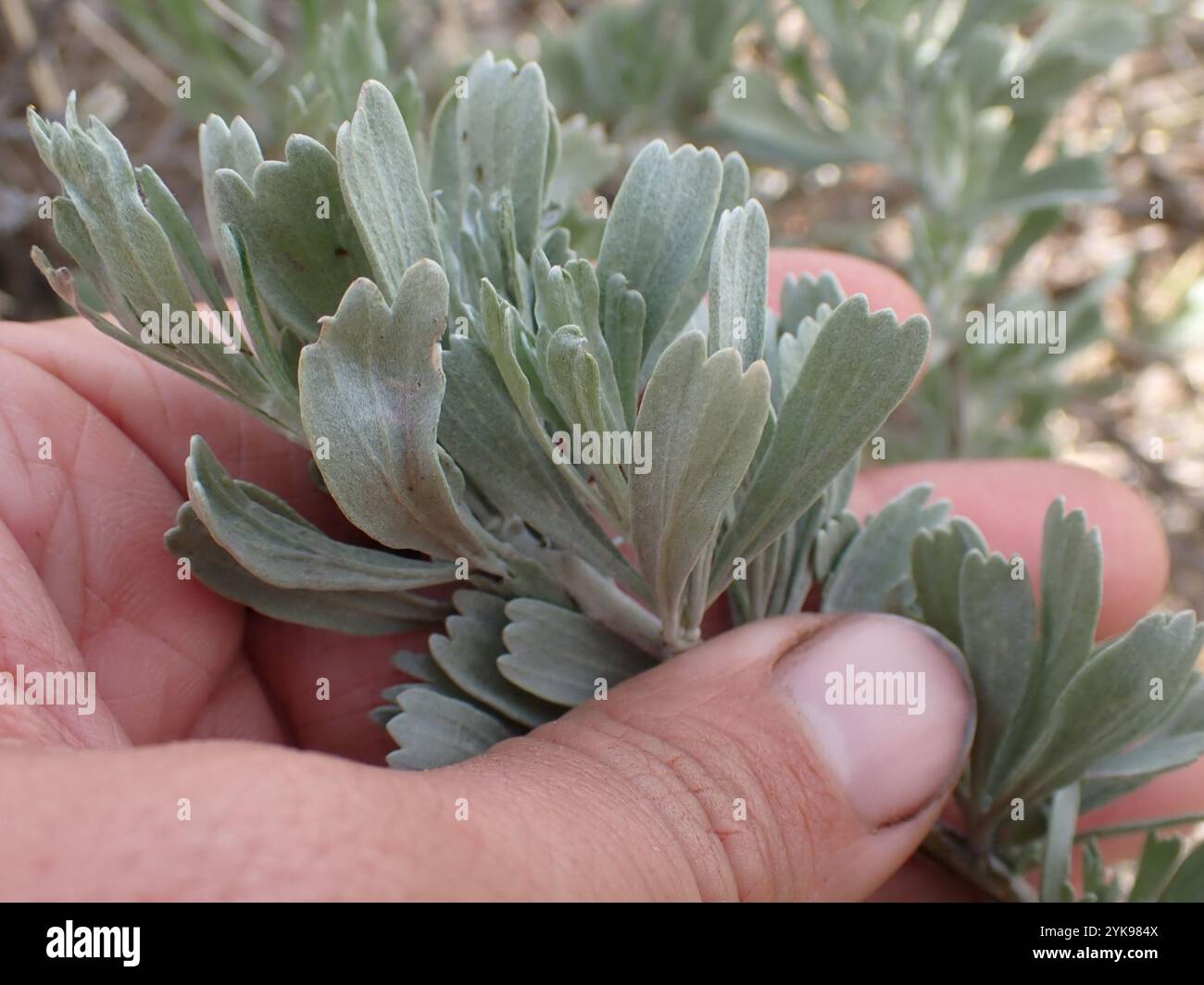 Big Sagebrush (Artemisia tridentata Stock Photo - Alamy