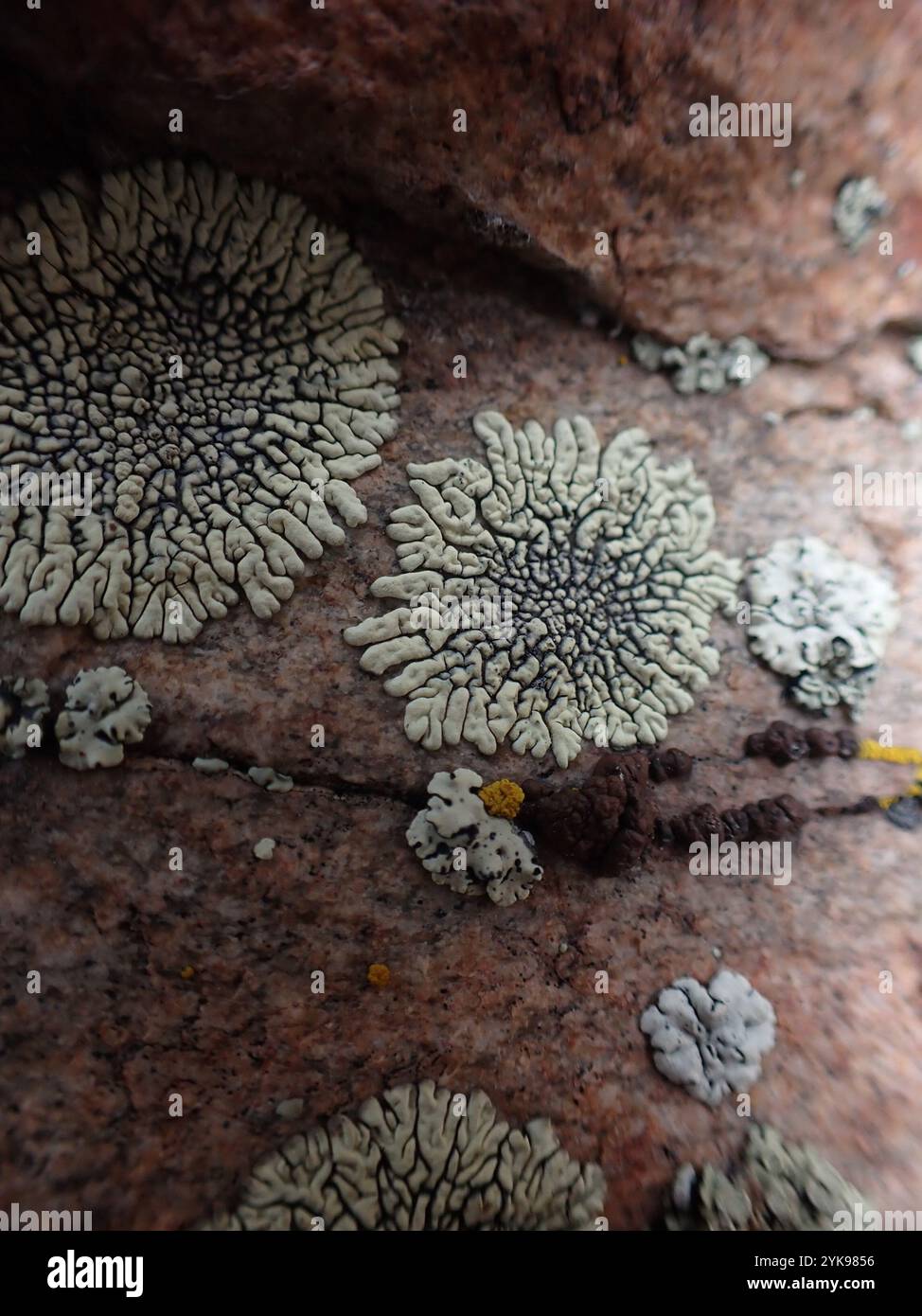 Lichen dimelaena oreina hi-res stock photography and images - Alamy