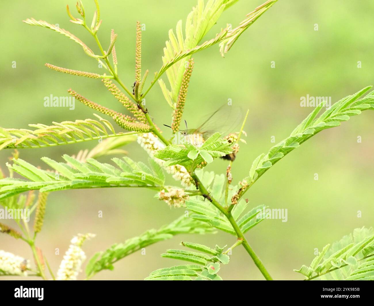 Red Cutch Tree (Senegalia chundra Stock Photo - Alamy