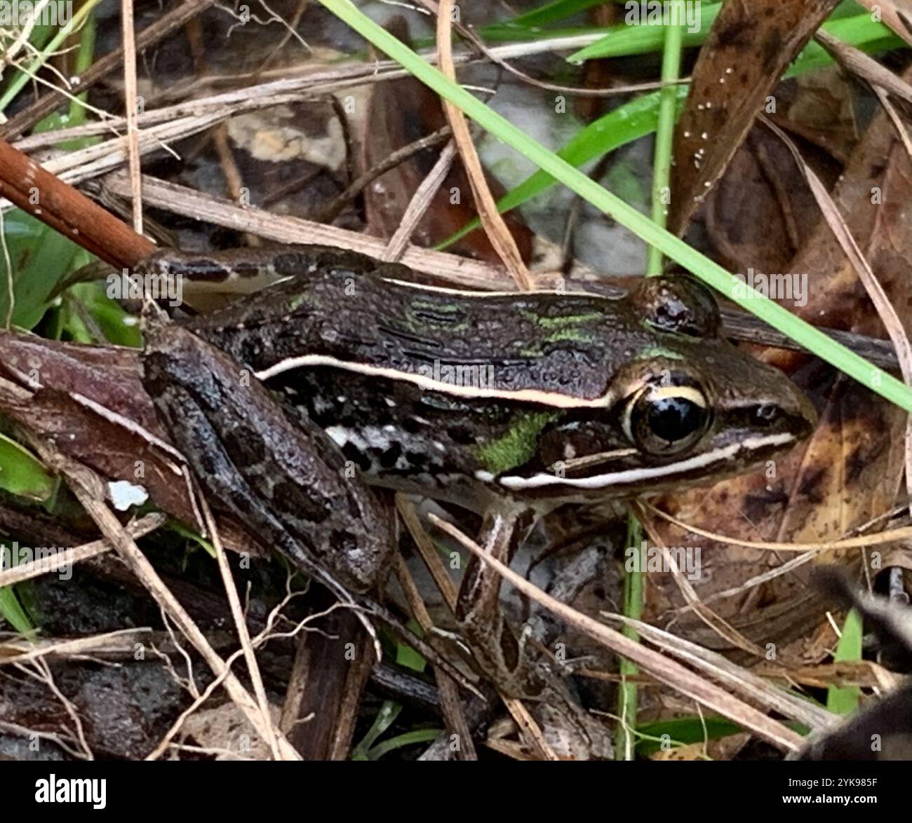 Southern Leopard Frog (Lithobates sphenocephalus Stock Photo - Alamy