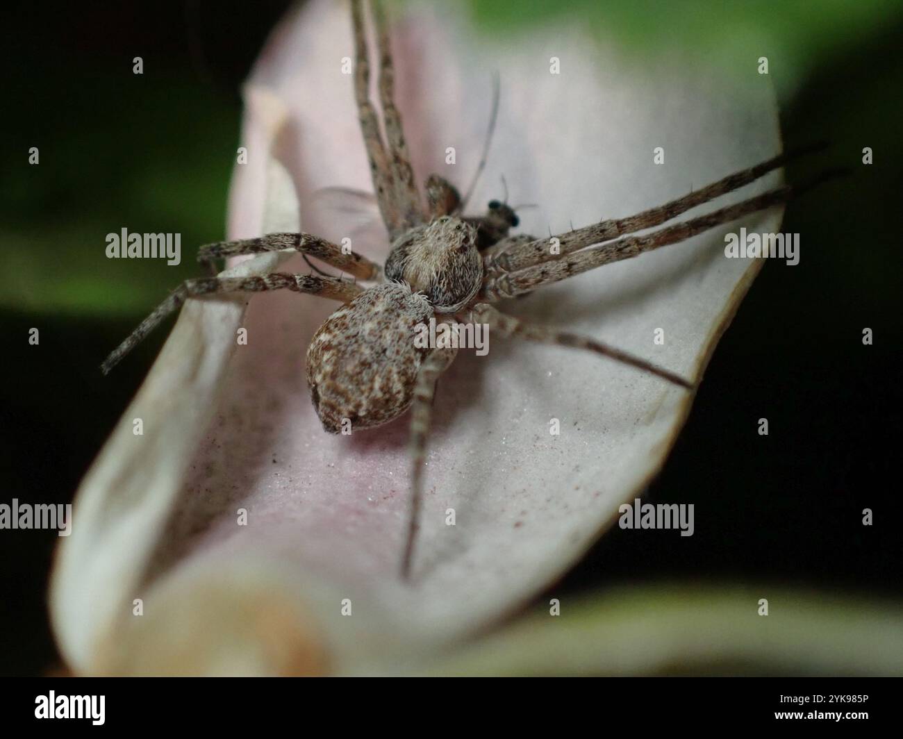 Running Crab Spiders (Philodromus Stock Photo - Alamy