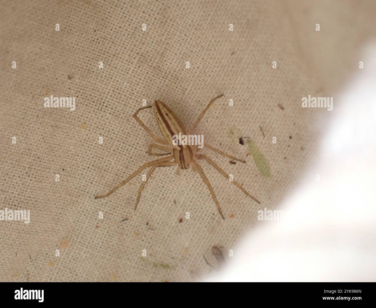 Slender Crab Spiders (Tibellus Stock Photo - Alamy