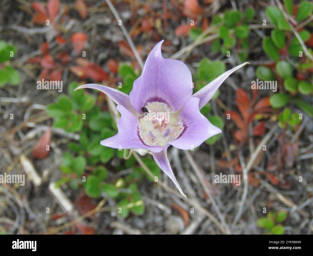 Sagebrush Mariposa Lily (Calochortus macrocarpus Stock Photo - Alamy