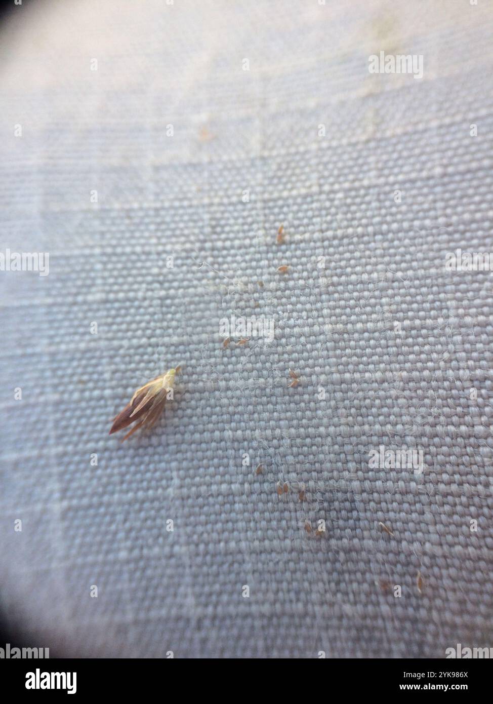 Narrow-panicle Rush (Juncus tweedyi Stock Photo - Alamy