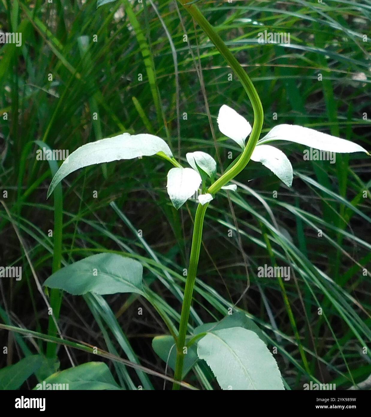 White beggarticks (Bidens alba Stock Photo - Alamy