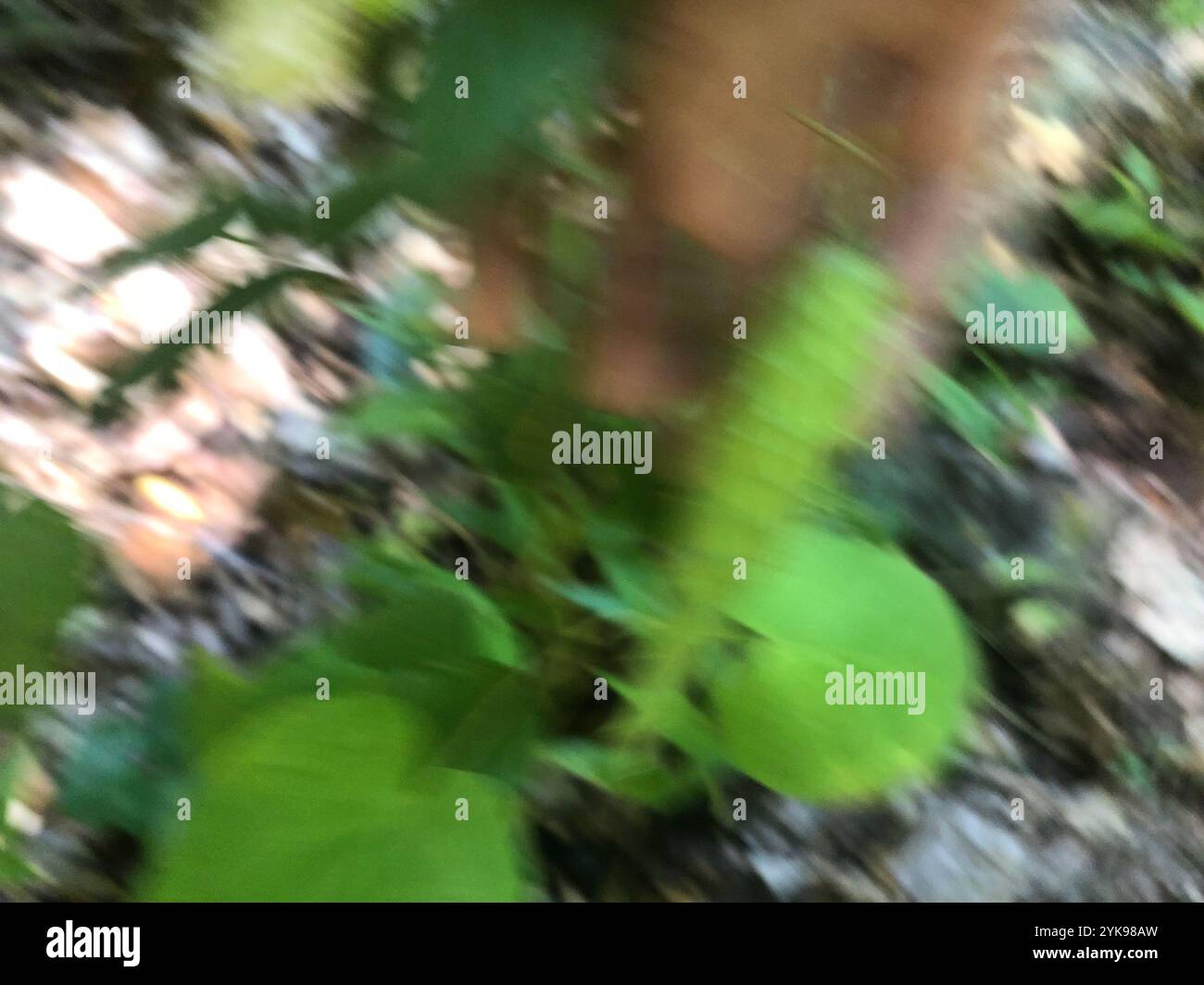 Matelea carolinensis hi-res stock photography and images - Alamy