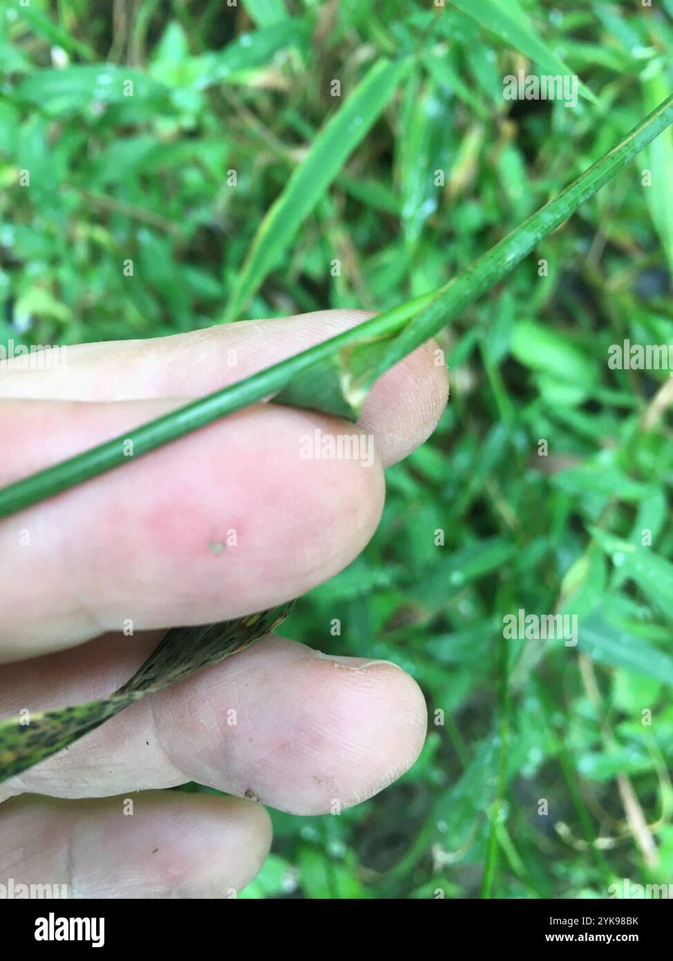 stout wood reed (Cinna arundinacea Stock Photo - Alamy