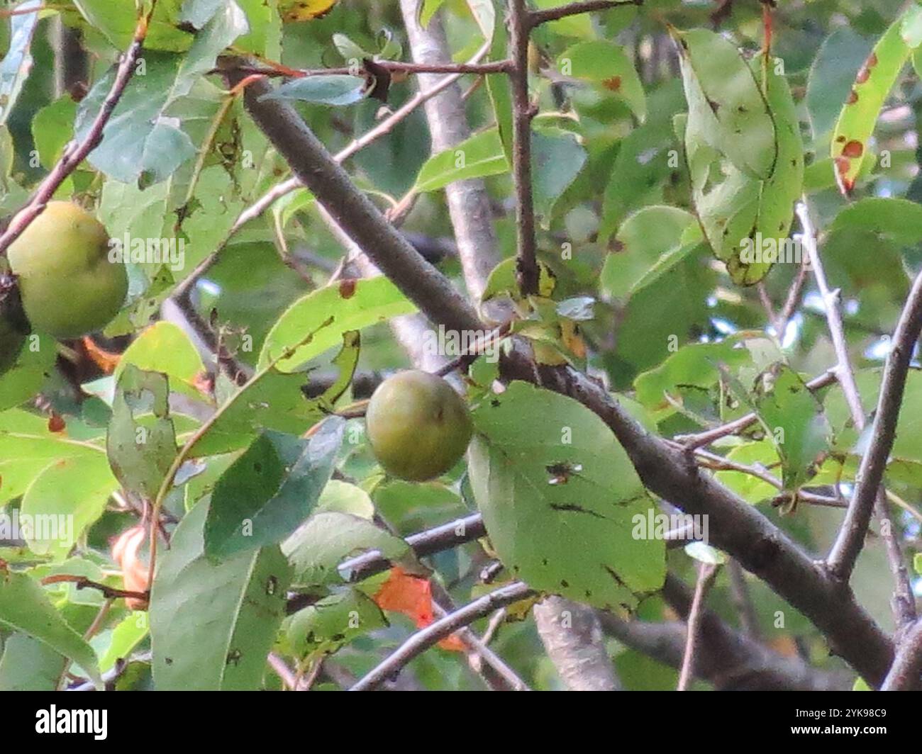American persimmon (Diospyros virginiana Stock Photo - Alamy