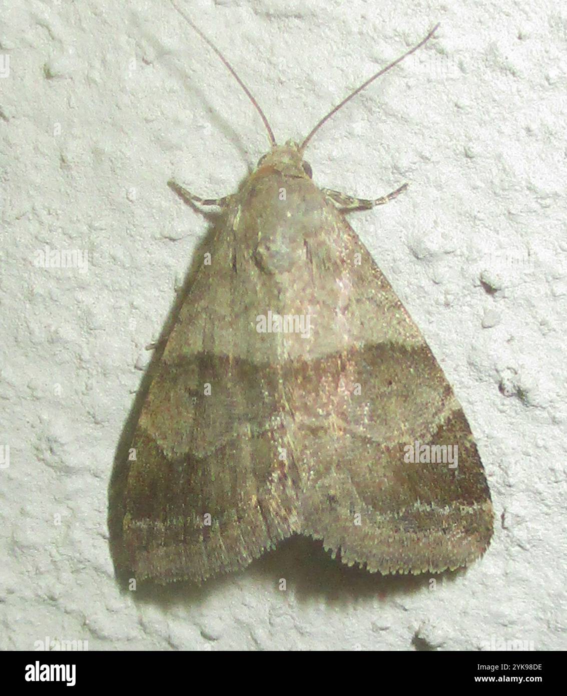 Butterflies and Moths (Lepidoptera Stock Photo - Alamy