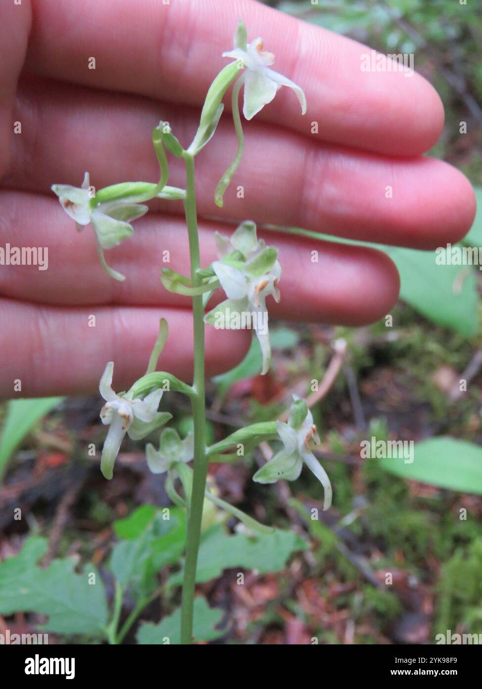 Round-leaved Bog Orchid (Platanthera orbiculata Stock Photo - Alamy