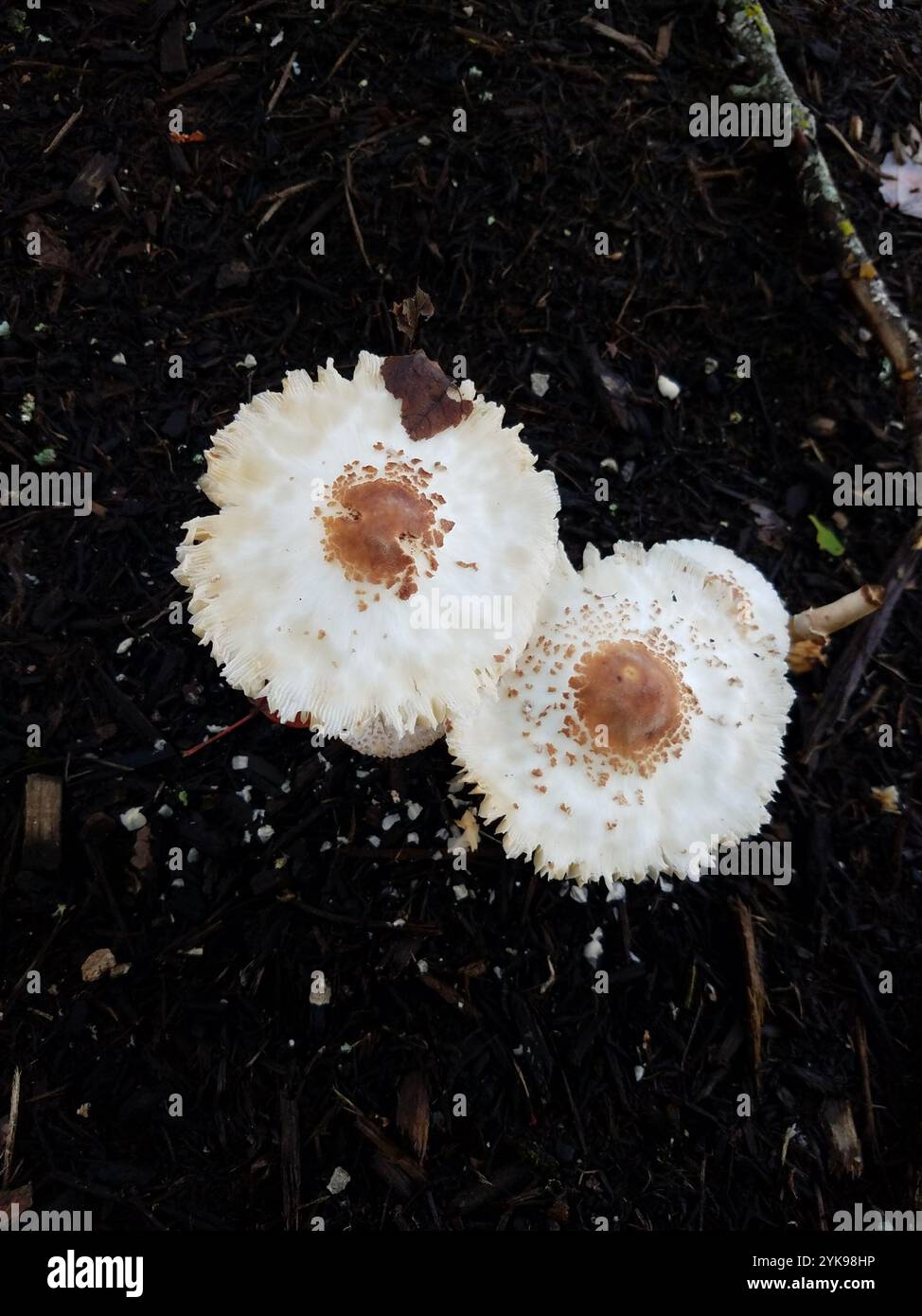 Stinking dapperling hi-res stock photography and images - Alamy