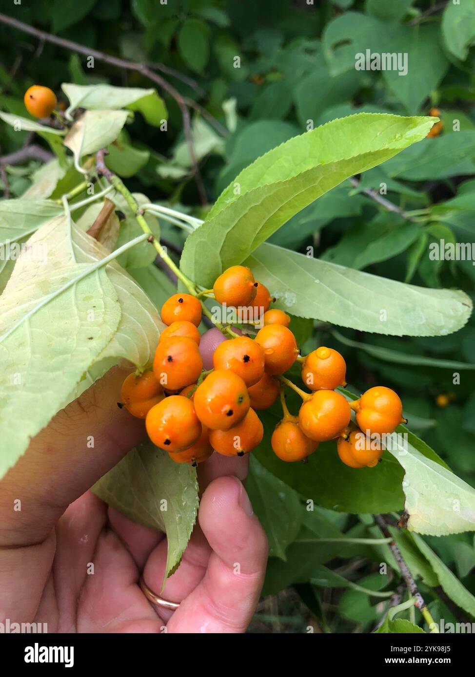 American bittersweet (Celastrus scandens Stock Photo - Alamy