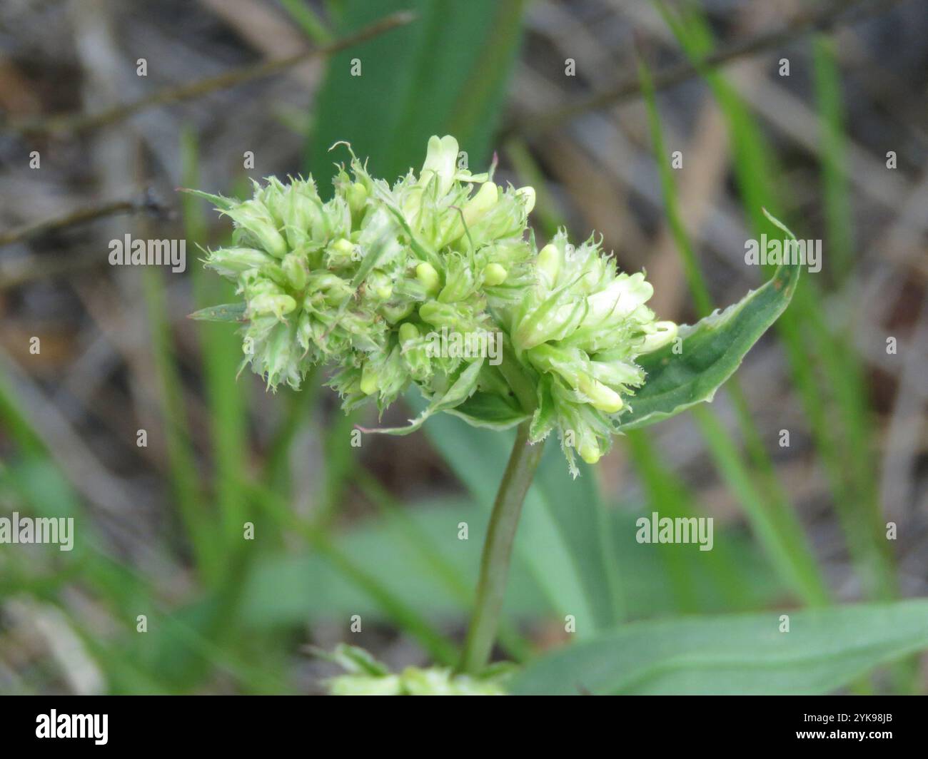 Yellow Beardtongue (Penstemon confertus Stock Photo - Alamy