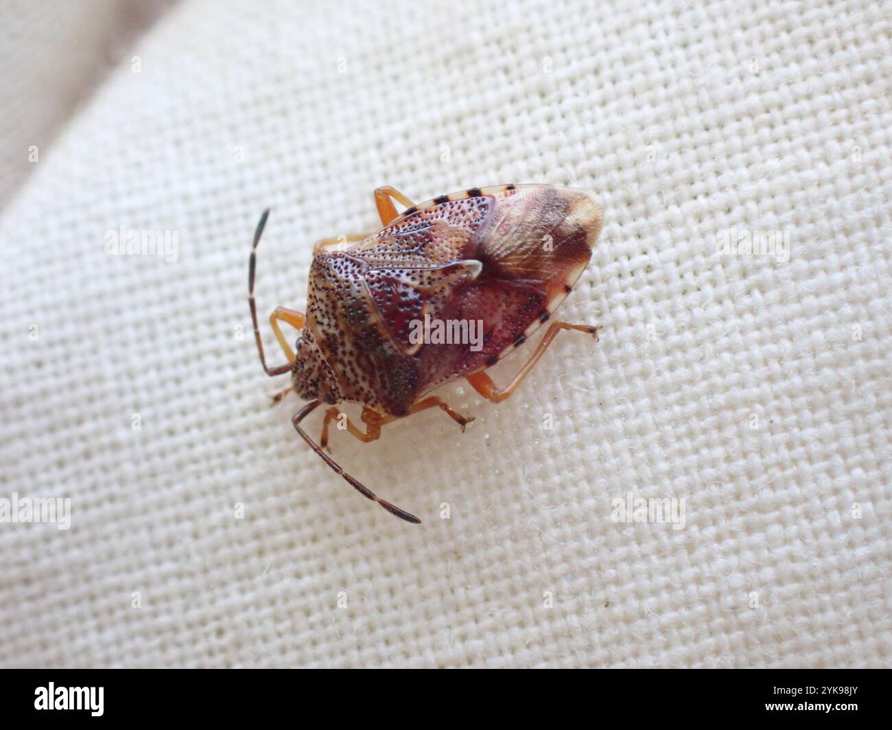 True Bugs (Heteroptera Stock Photo - Alamy