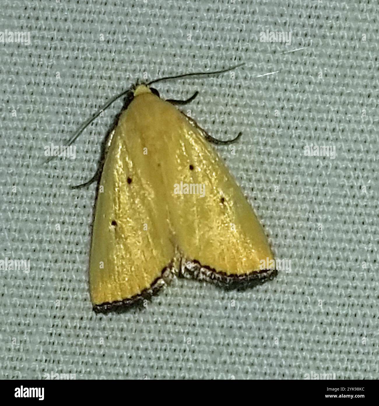 Black-bordered Lemon Moth (Marimatha nigrofimbria Stock Photo - Alamy