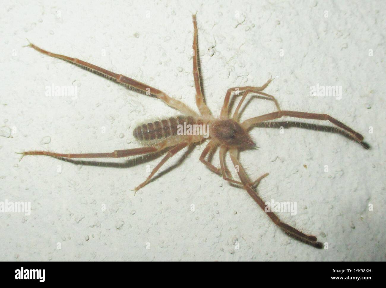 Solifuges hi-res stock photography and images - Alamy