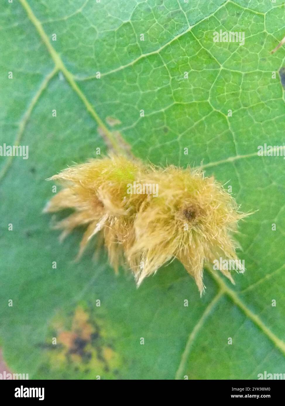 Furry Oak Leaf Gall Wasp (Callirhytis furva Stock Photo - Alamy