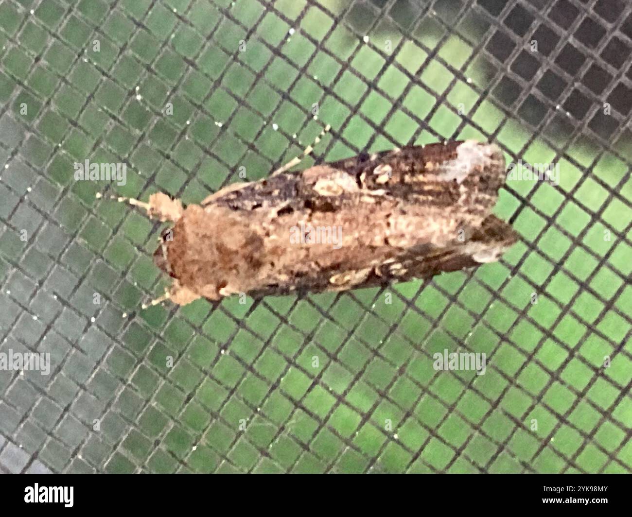 Fall Armyworm Moth (Spodoptera frugiperda Stock Photo - Alamy