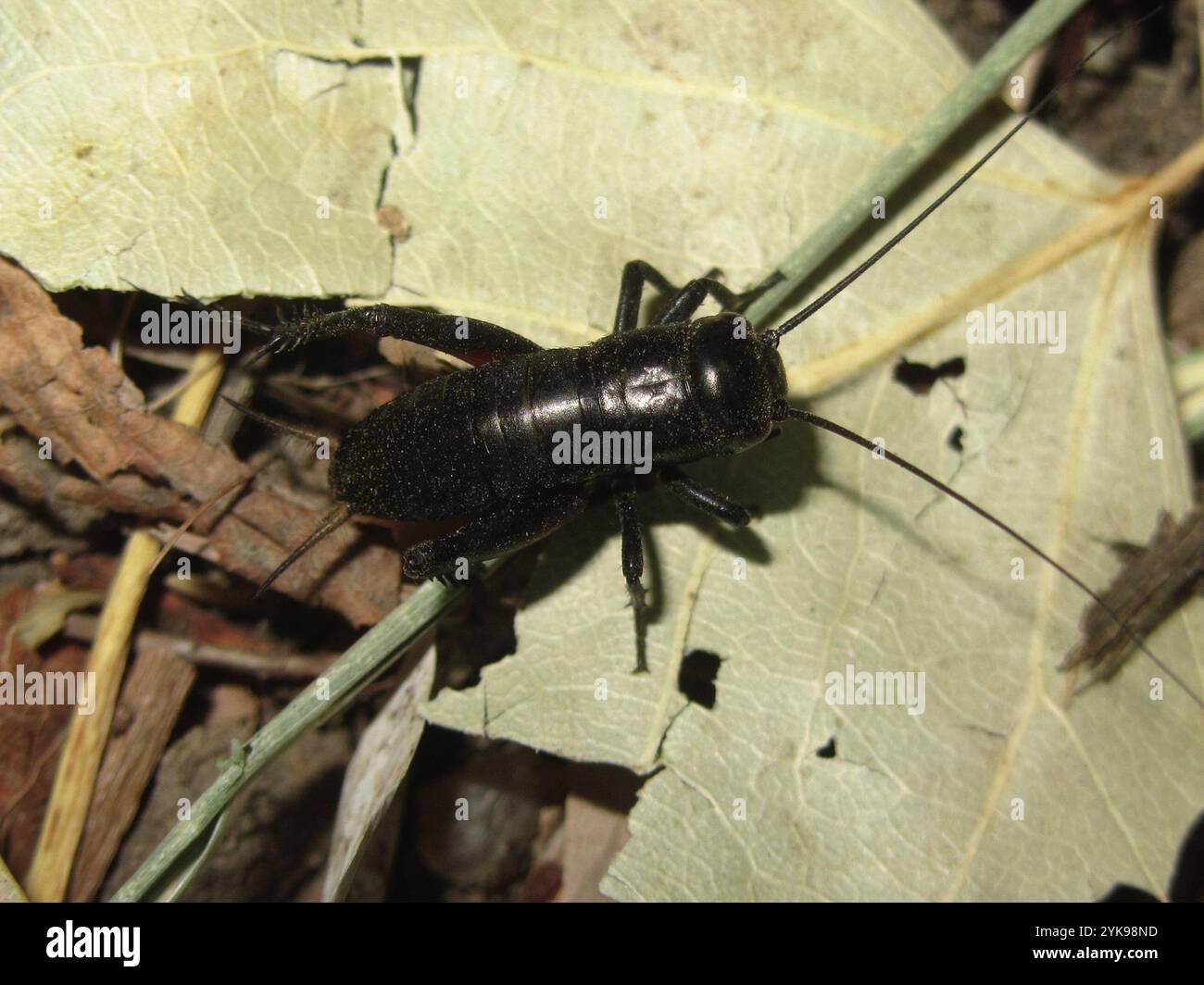 European Field Cricket (Gryllus campestris Stock Photo - Alamy