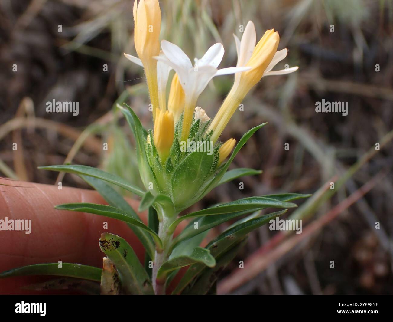 grand collomia (Collomia grandiflora Stock Photo - Alamy