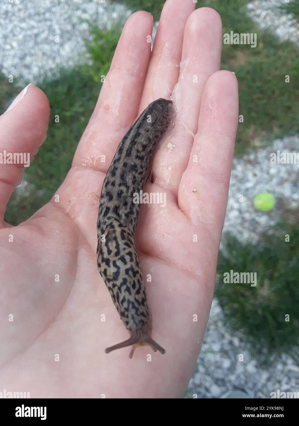 Leopard Slug (Limax maximus Stock Photo - Alamy