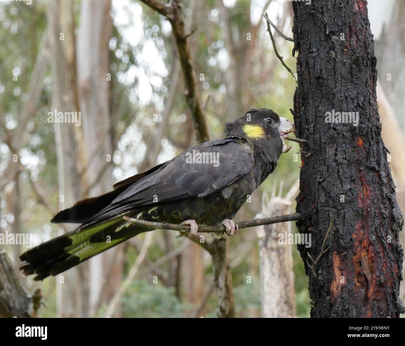Yellow-tailed Black Cockatoo (Zanda funerea Stock Photo - Alamy