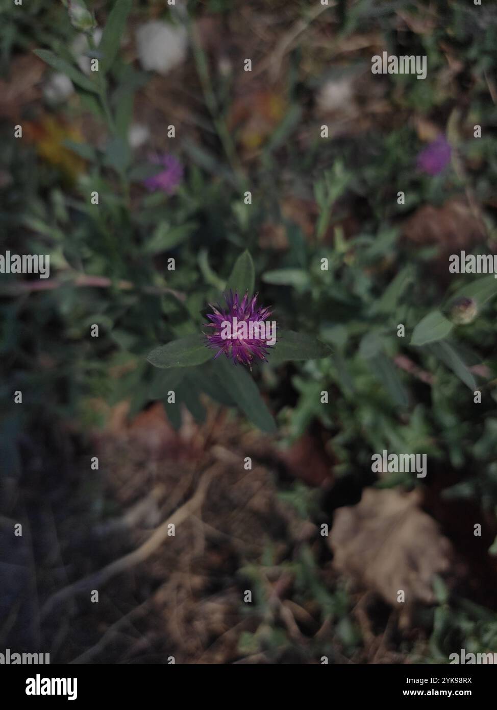 Russian knapweed (Rhaponticum repens Stock Photo - Alamy