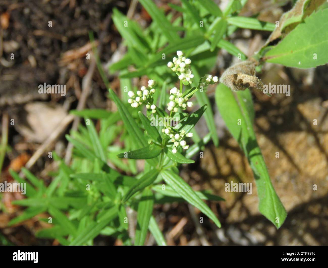 Northern Bedstraw (Galium boreale Stock Photo - Alamy