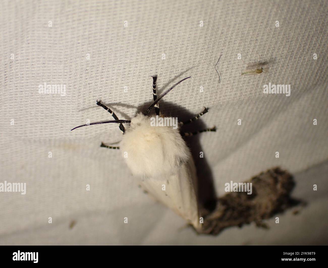 Salt marsh moth hi-res stock photography and images - Alamy