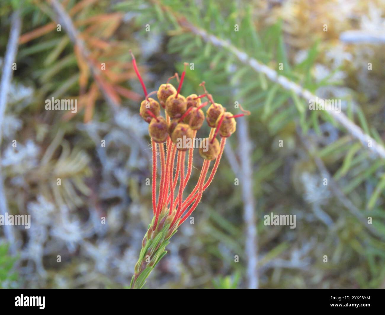 pink mountainheath (Phyllodoce empetriformis Stock Photo - Alamy