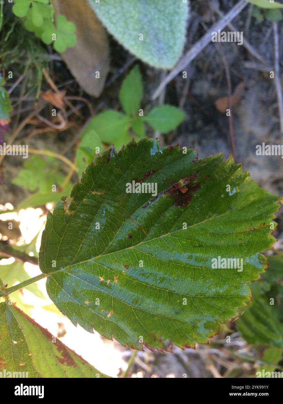 Common Dewberry (Rubus flagellaris Stock Photo - Alamy