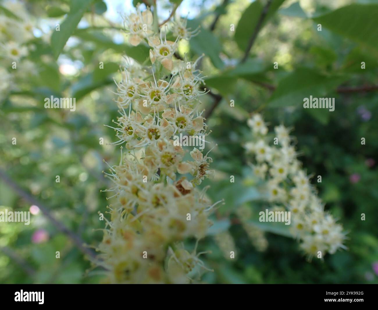 chokecherry (Prunus virginiana Stock Photo - Alamy