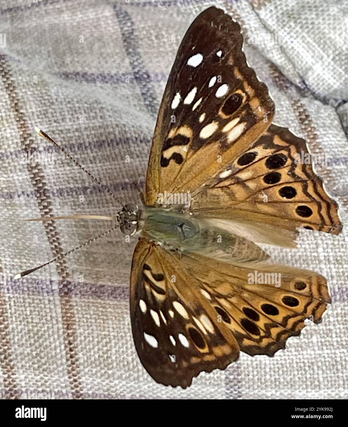 Hackberry Emperor (Asterocampa celtis Stock Photo - Alamy